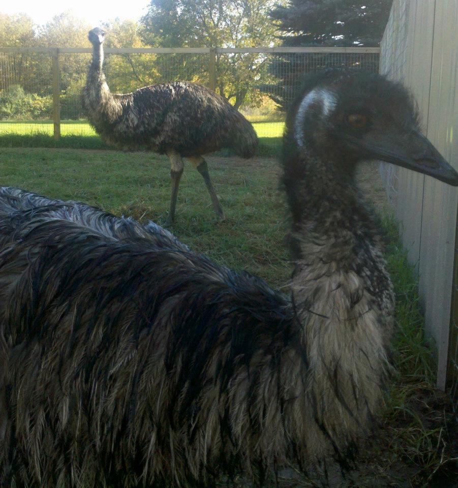 Yoke Farms. | Emu oil, peacock feathers, and chicken eggs.