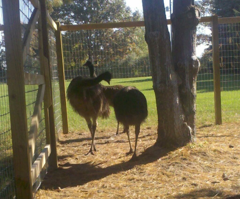 Yoke Farms. | Emu oil, peacock feathers, and chicken eggs.