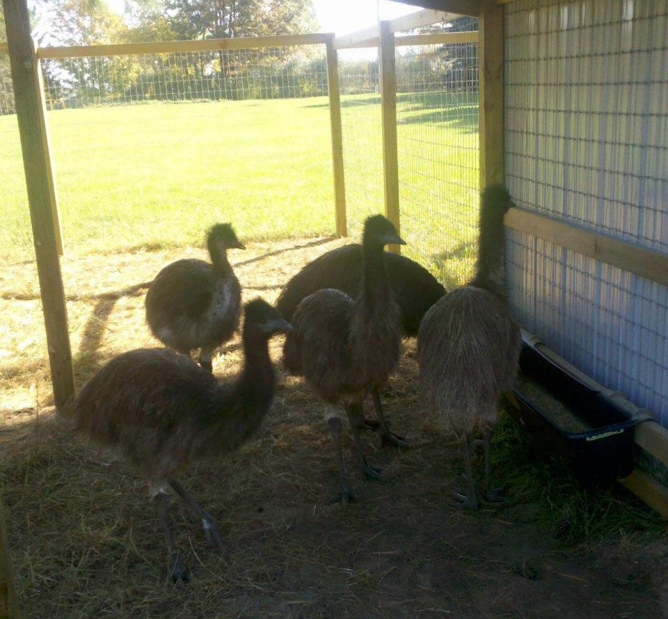 Yoke Farms. | Emu oil, peacock feathers, and chicken eggs.